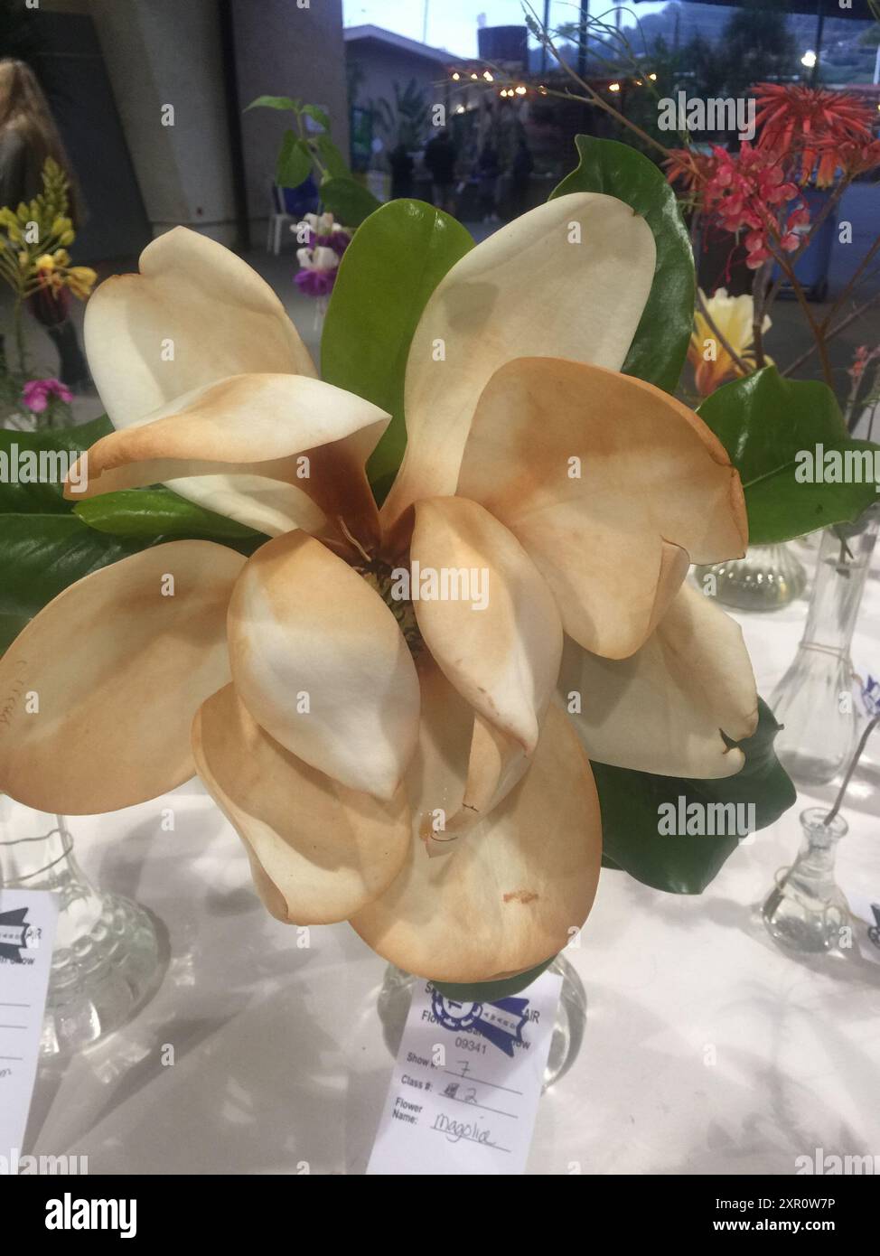 Southern Magnolia - Award-winning flower arrangements Stock Photo - Alamy