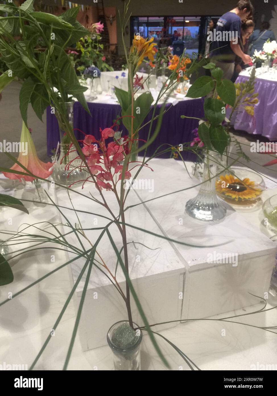 Common Freesia Award-winning flower arrangements Stock Photo - Alamy