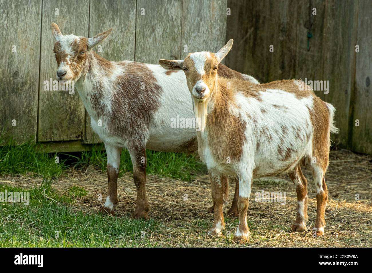 Nigerian goats near the barn Stock Photo - Alamy