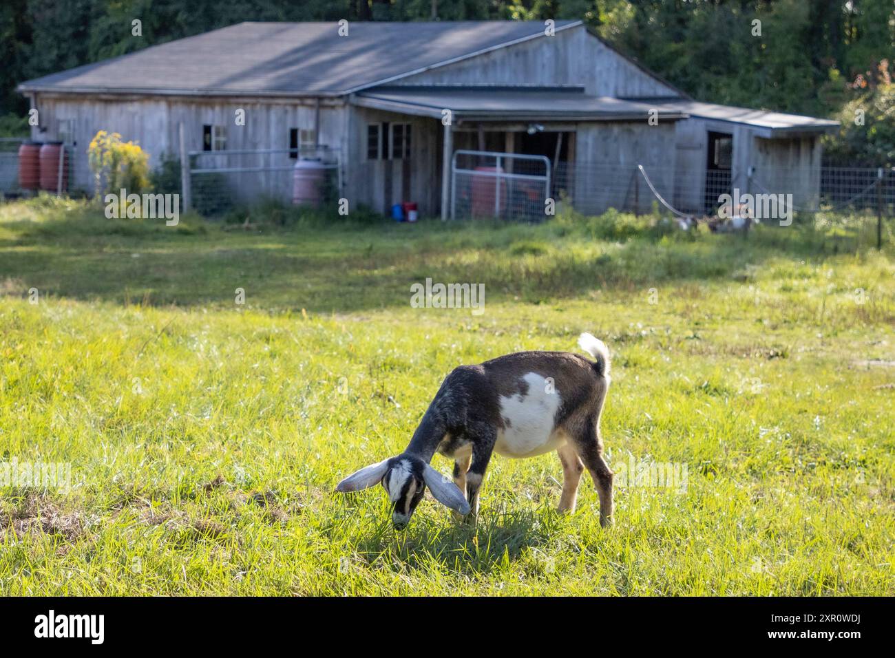 Barn and farm animals grazing hi-res stock photography and images - Alamy