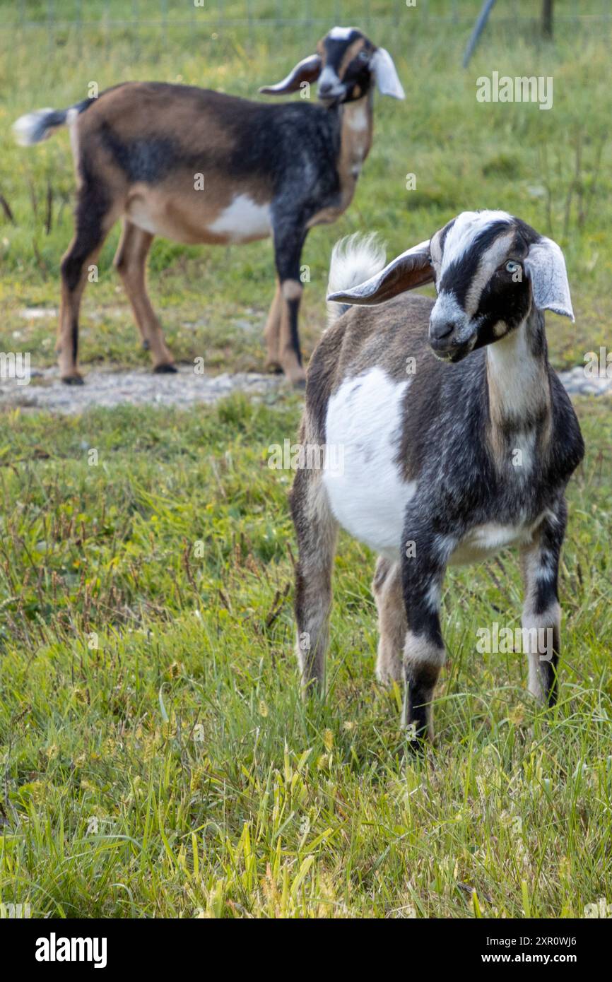 Woman feeding goat hi-res stock photography and images - Alamy