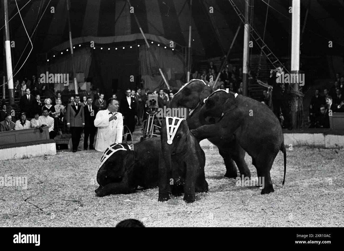 An elephant number in Circus Toni Boltini, Whizgle Dutch News: Historic ...