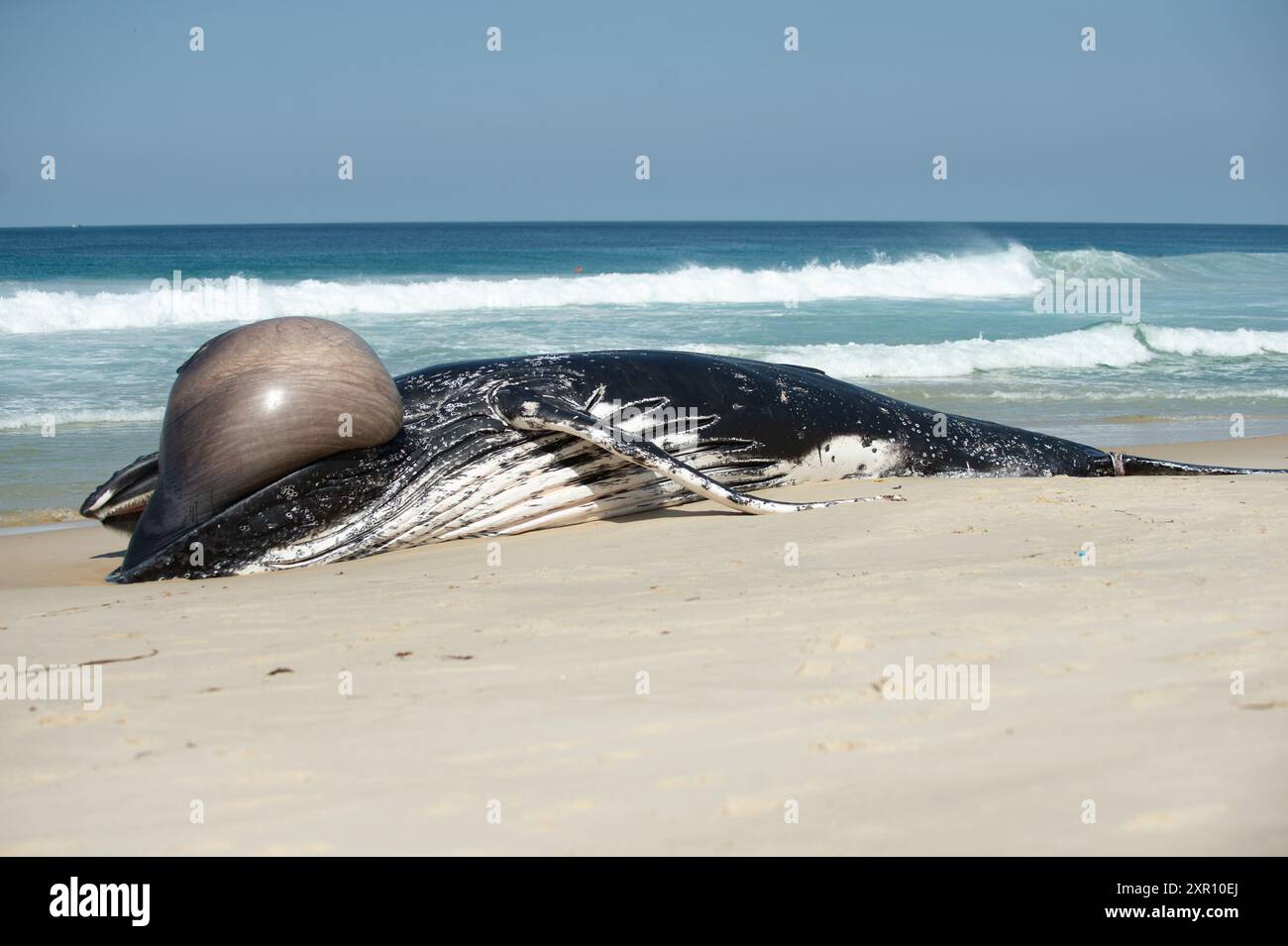 Rio de Janeiro, Brazil. 8th August, 2024.A dead humpback whale whashed ...