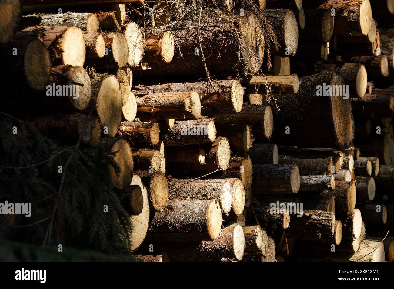 Pile of cut up logs hi-res stock photography and images - Alamy