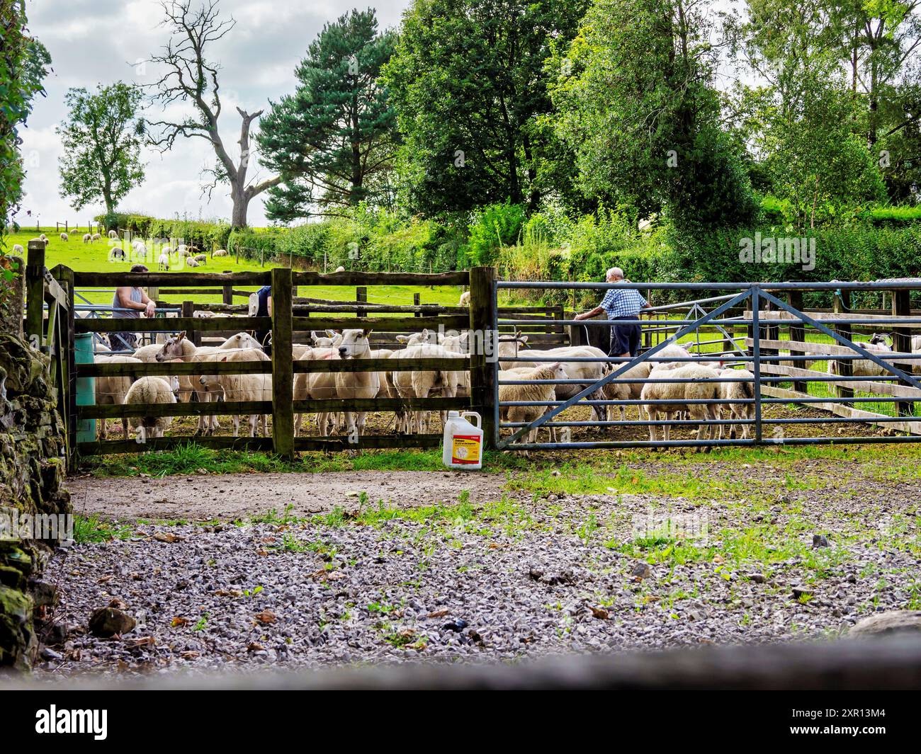 Farmers herding sheep into a pen on a lush green countryside farm ...