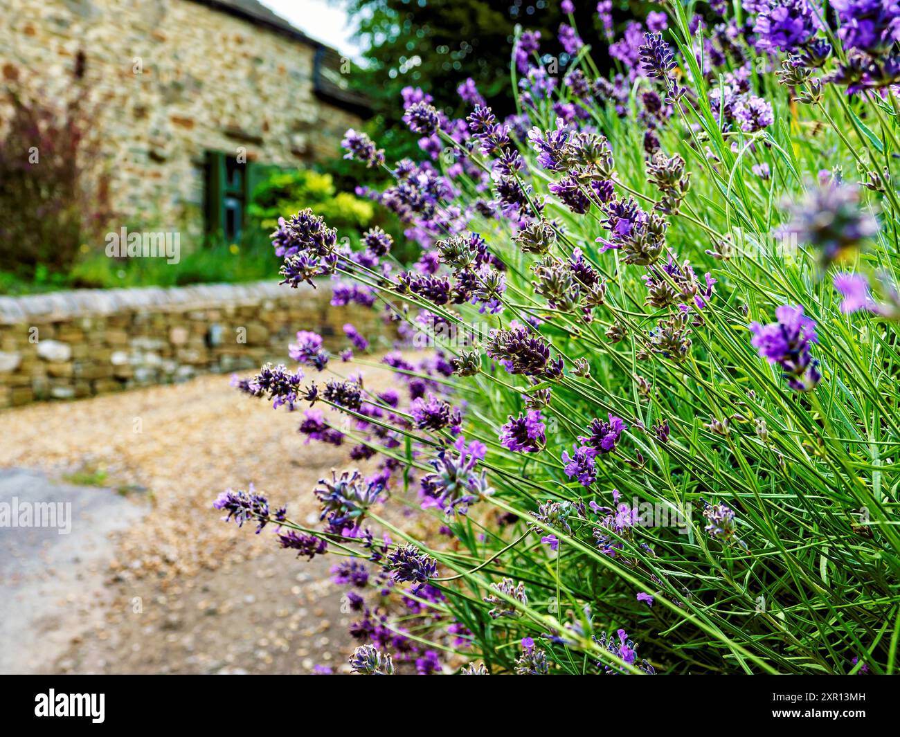 Lavender plants in full bloom hi-res stock photography and images - Alamy