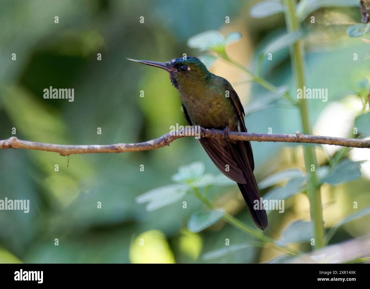 Violet-tailed sylph, Langschwanzsylphe, Sylphe à queue violette ...