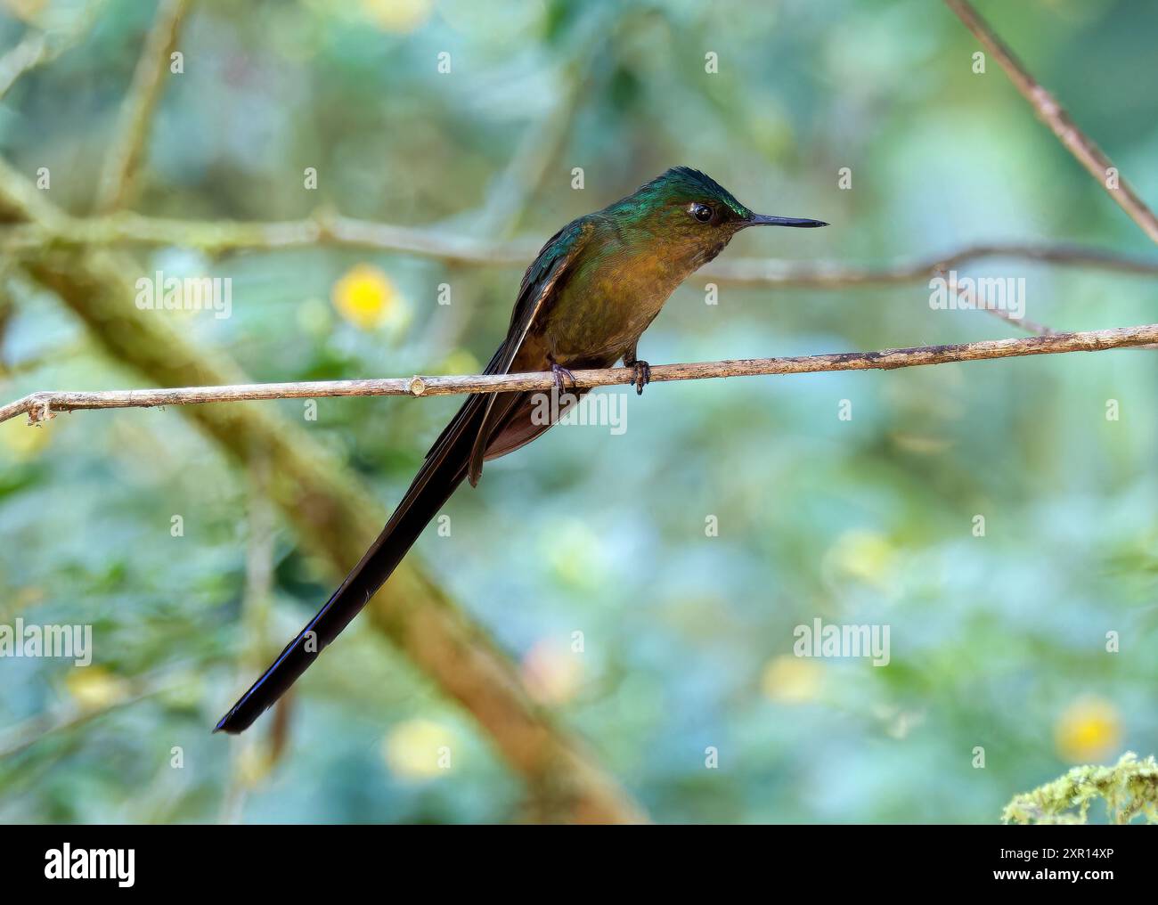 Violet-tailed sylph, Langschwanzsylphe, Sylphe à queue violette ...