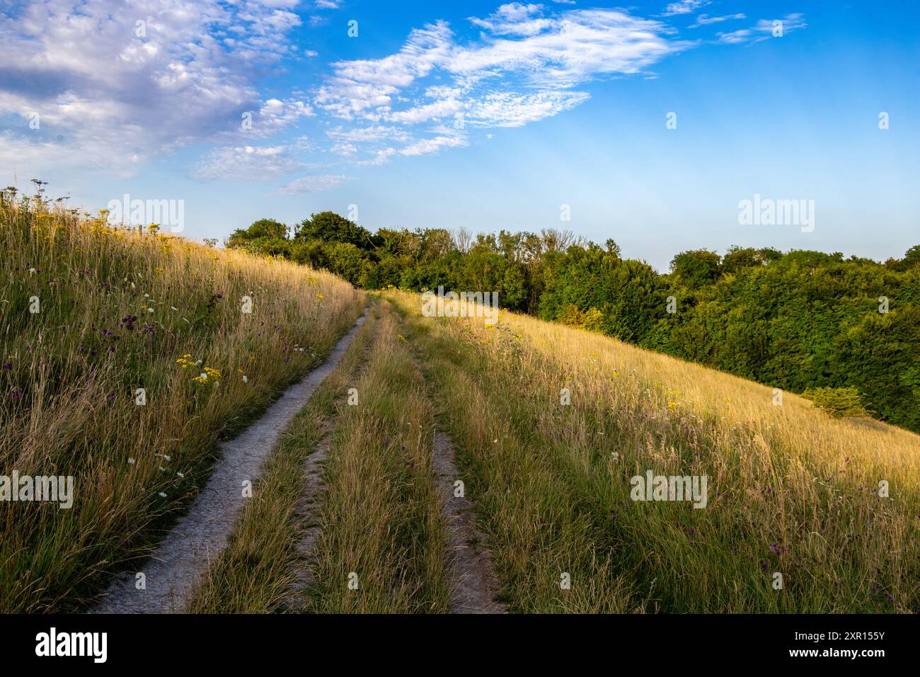 A picturesque countryside path winding through tall golden grasses ...