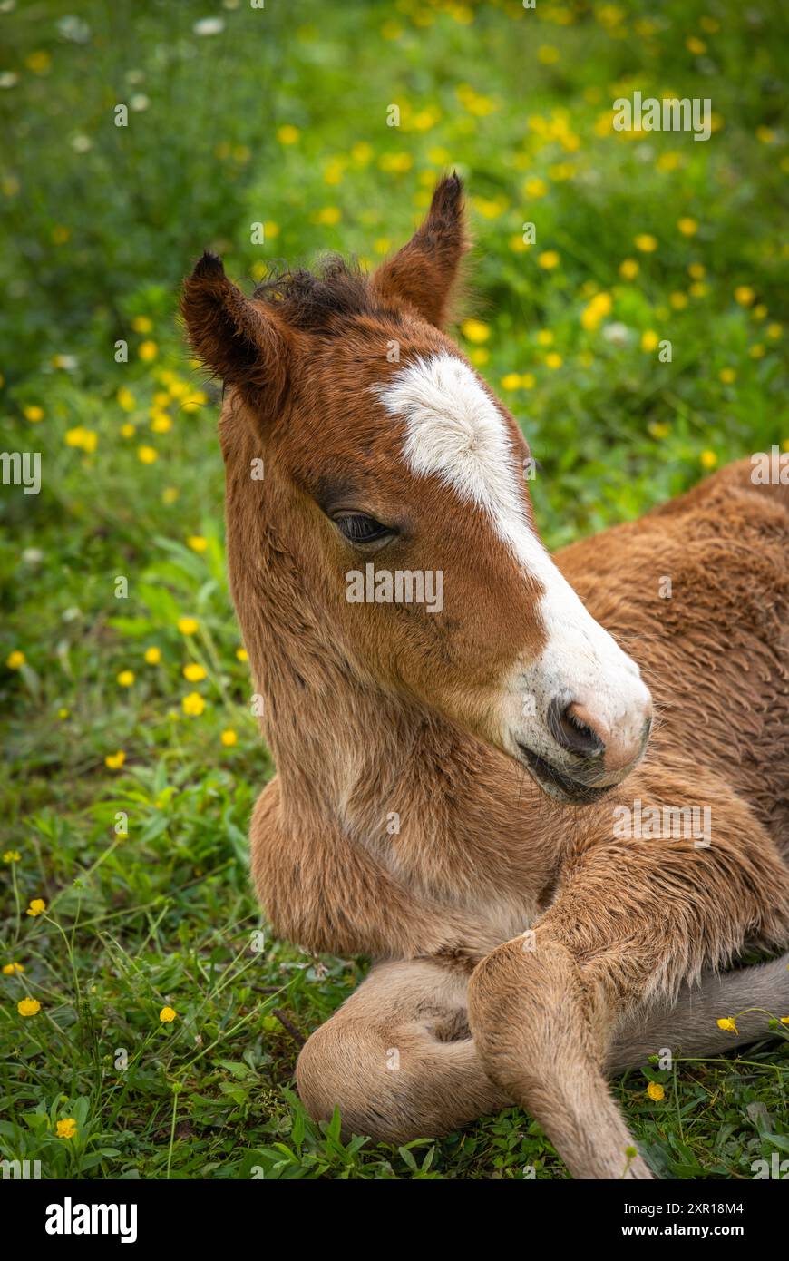 Bay horse blaze hi-res stock photography and images - Alamy