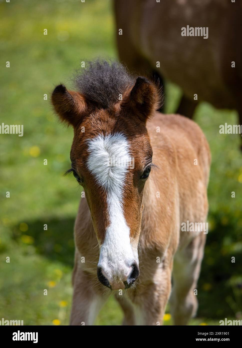 Bay horse blaze hi-res stock photography and images - Alamy