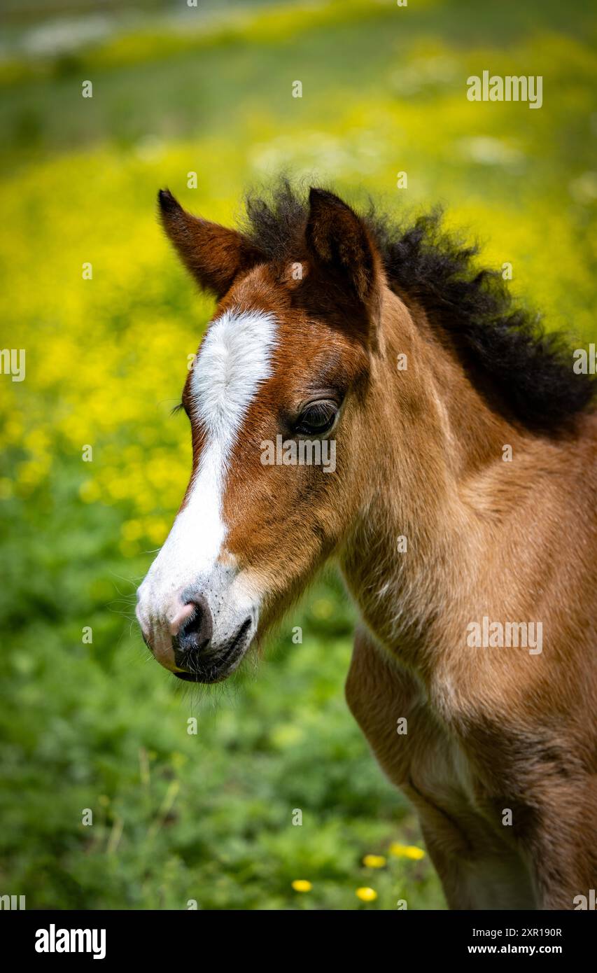 Bay horse blaze hi-res stock photography and images - Alamy