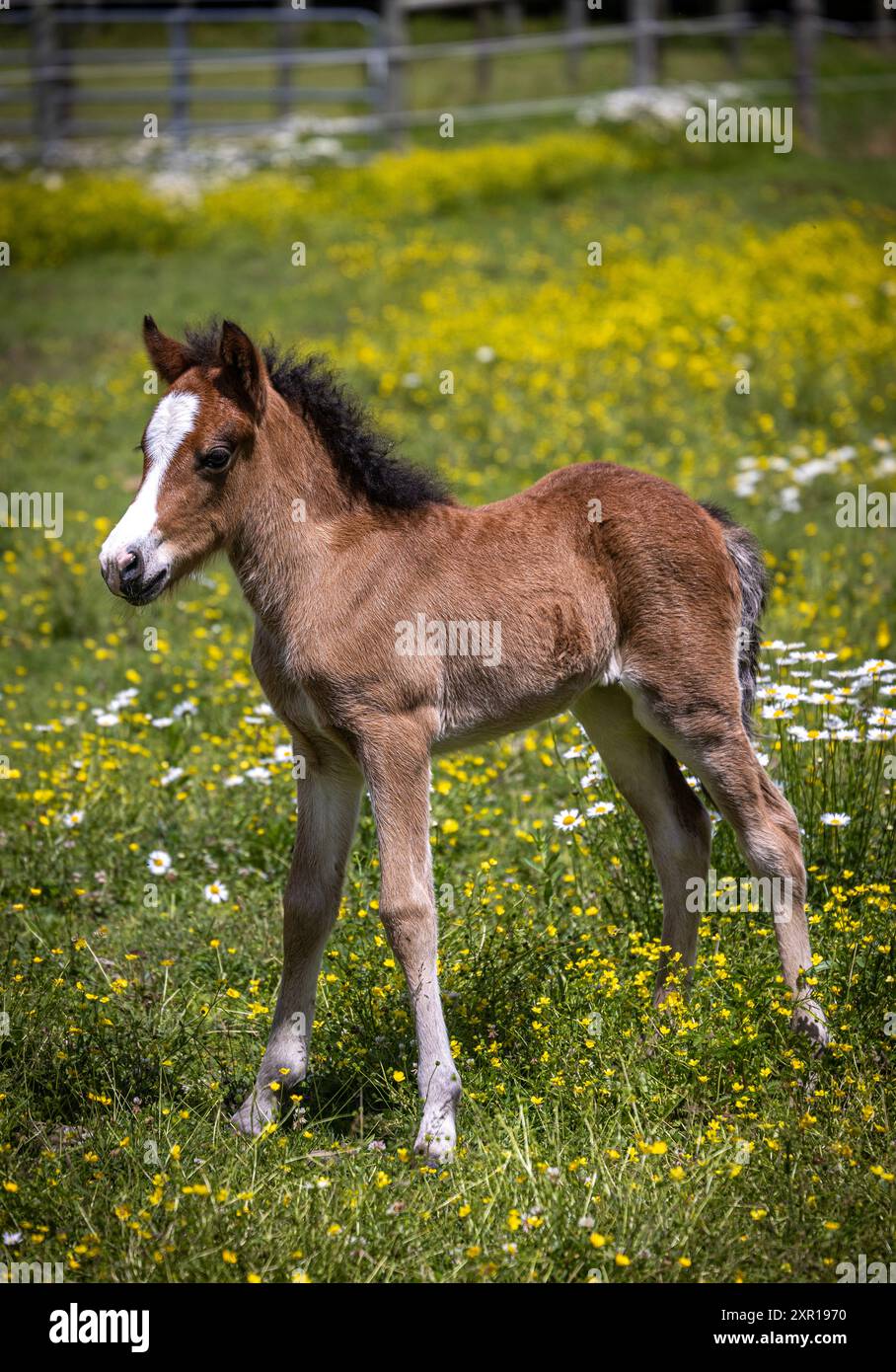 Bay horse blaze hi-res stock photography and images - Alamy