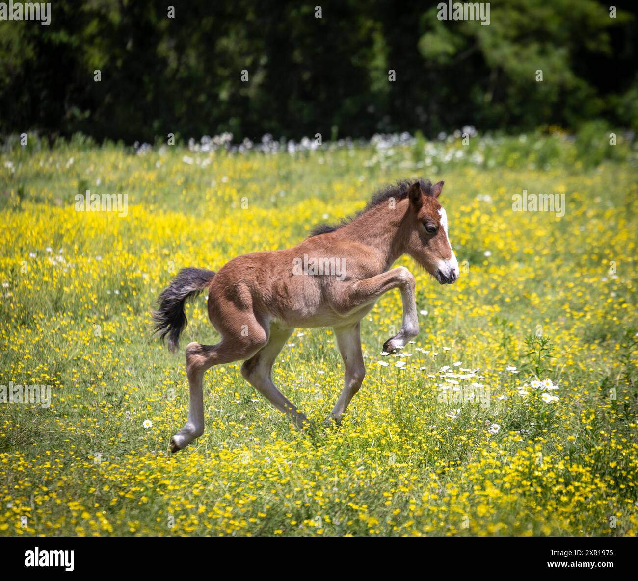 Beautiful bay Icelandic filly with a blaze Stock Photo - Alamy
