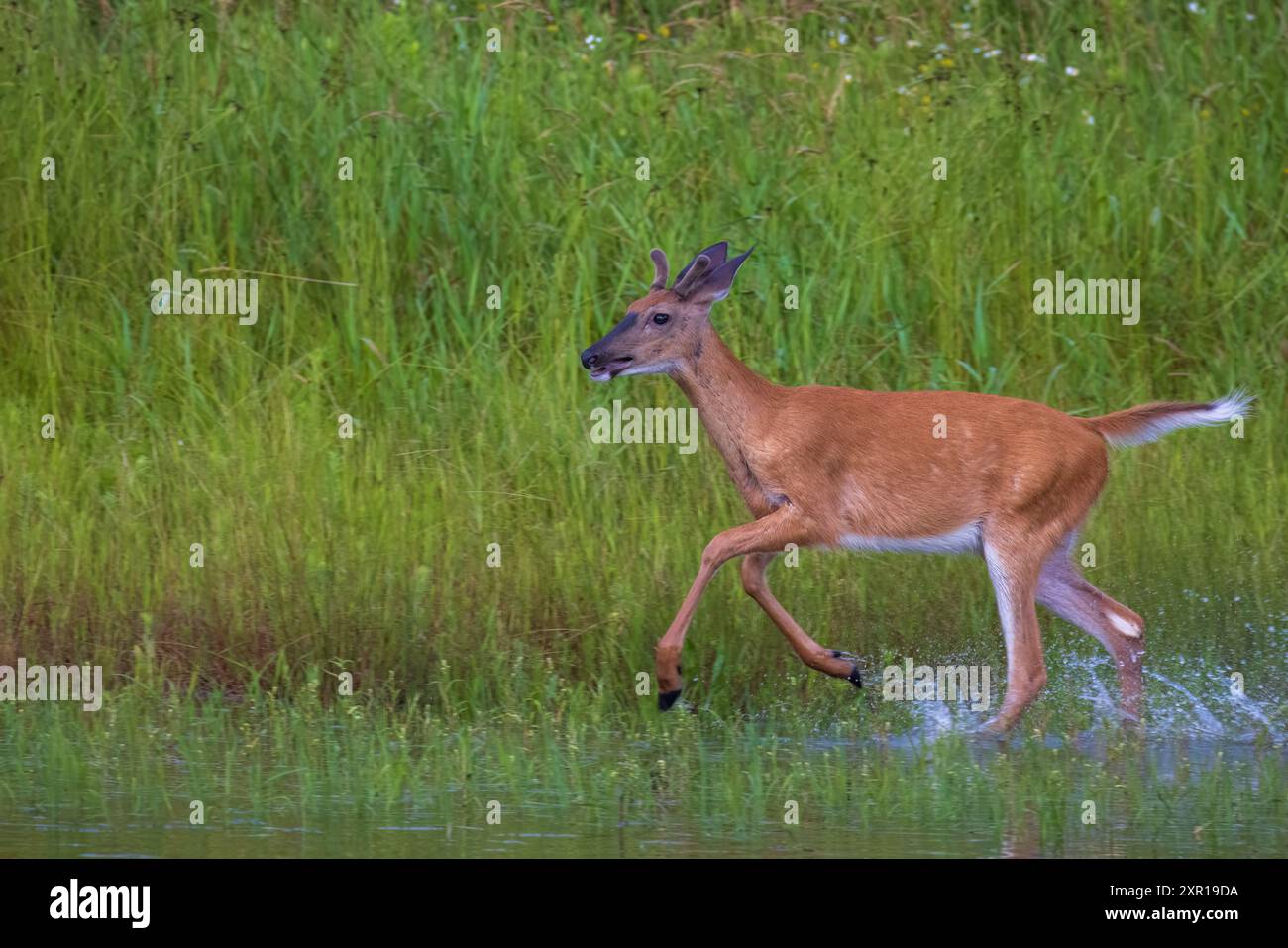 Yearling buck hi-res stock photography and images - Alamy