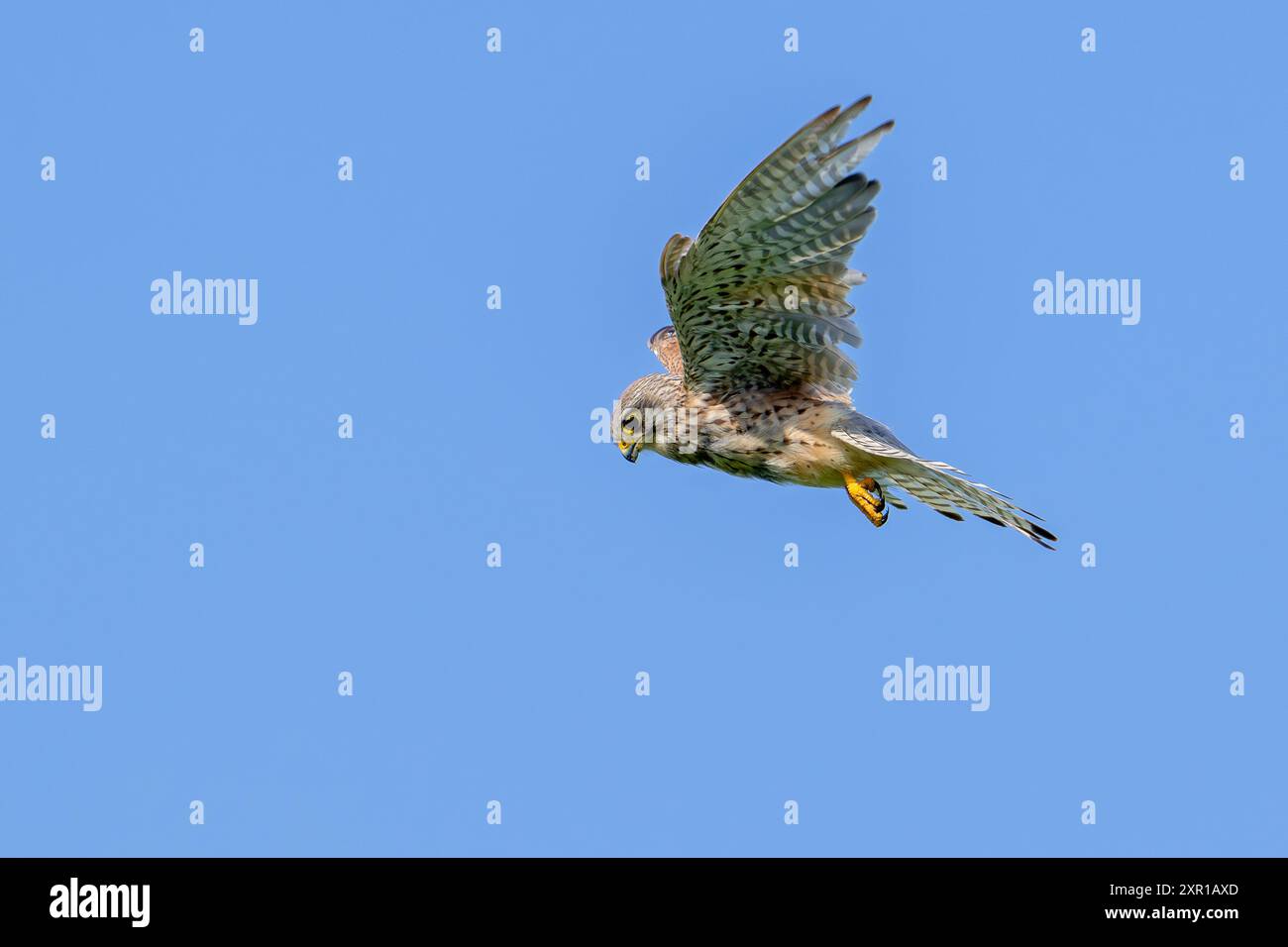 Juvenile kestrel tail hi-res stock photography and images - Alamy