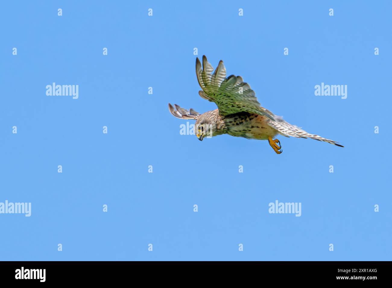 Common kestrel / European kestrel (Falco tinnunculus) juvenile in ...