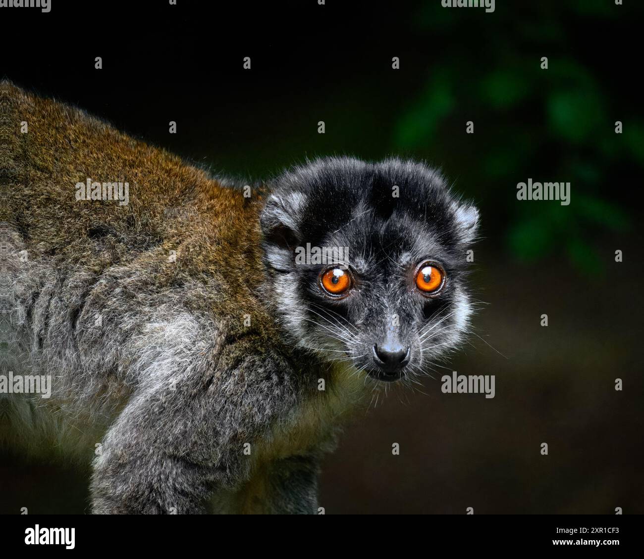 Lemus lemus hi-res stock photography and images - Alamy