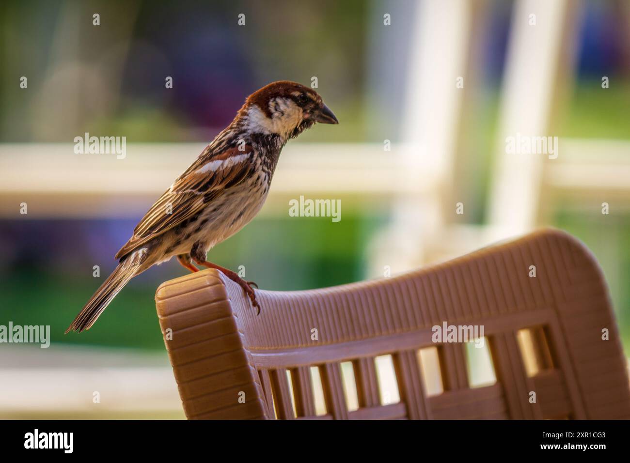 House sparrow on branch in hi-res stock photography and images - Alamy