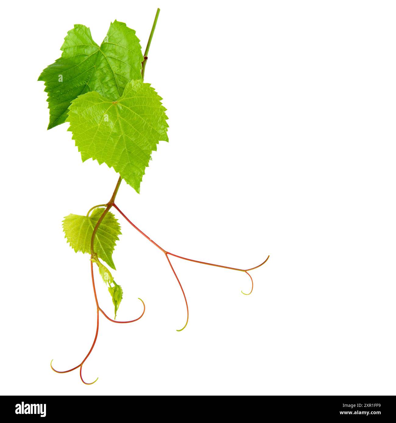 Vine leaves isolated on white background. Free space for text Stock ...