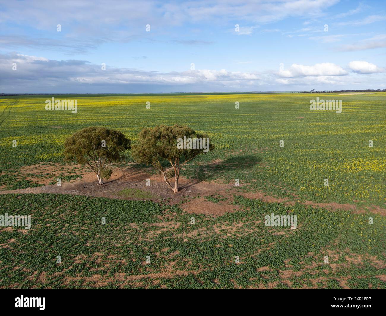 Early canola crop in the Western Australian wheat belt Stock Photo - Alamy