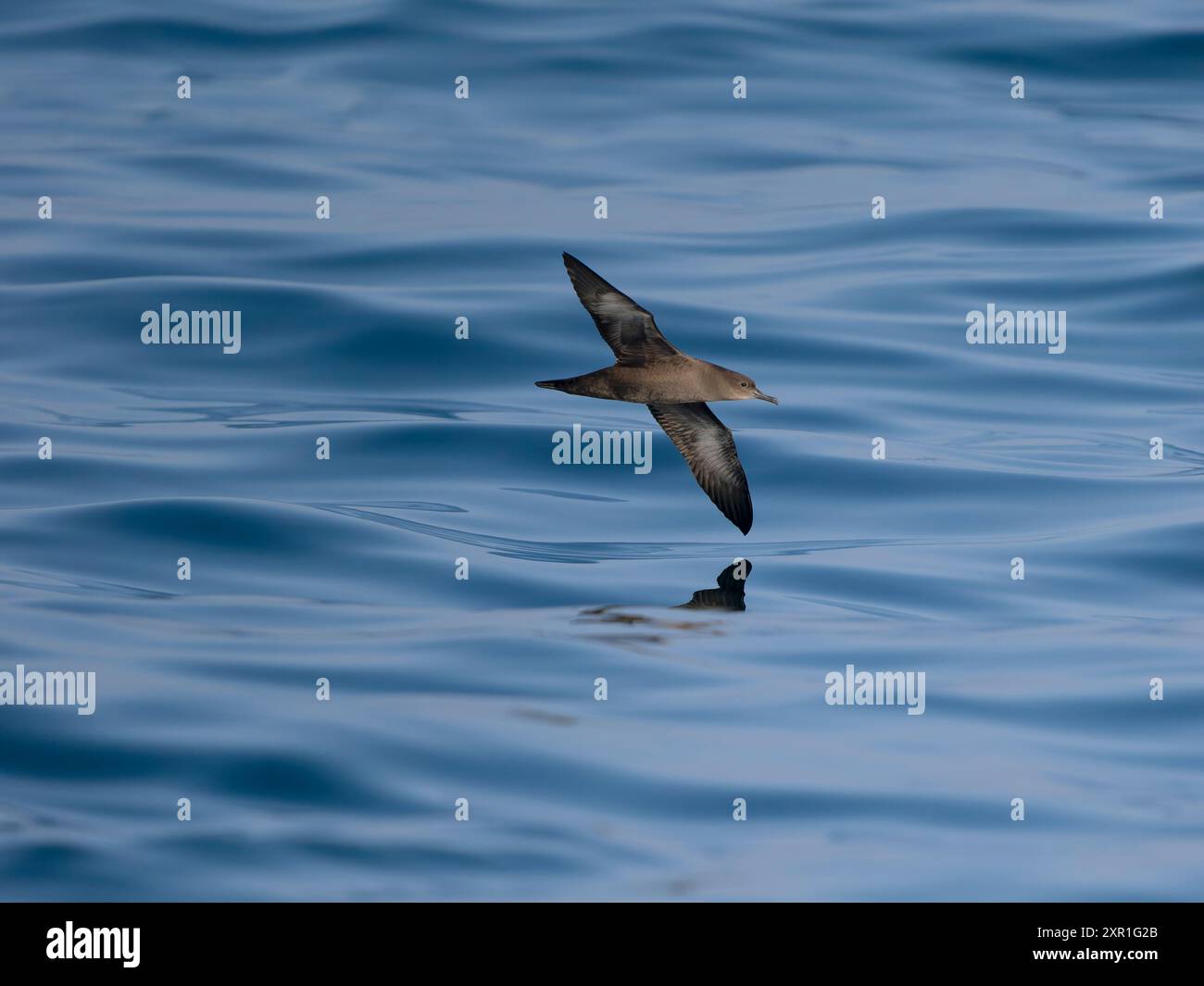 Sooty shearwater, Puffinus griseus, single bird in flight at sea ...