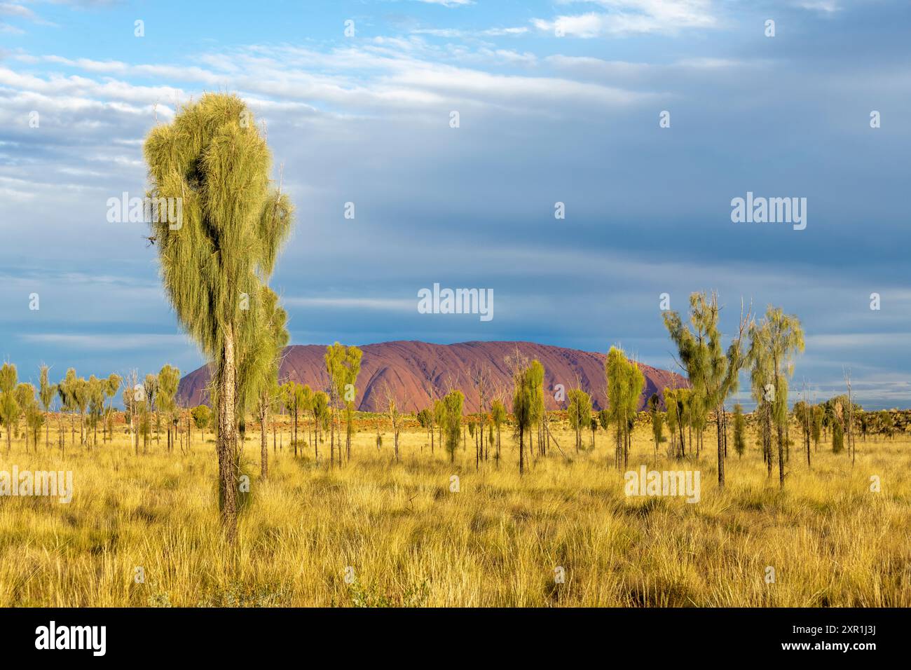 Desert oak tree australia hi-res stock photography and images - Alamy