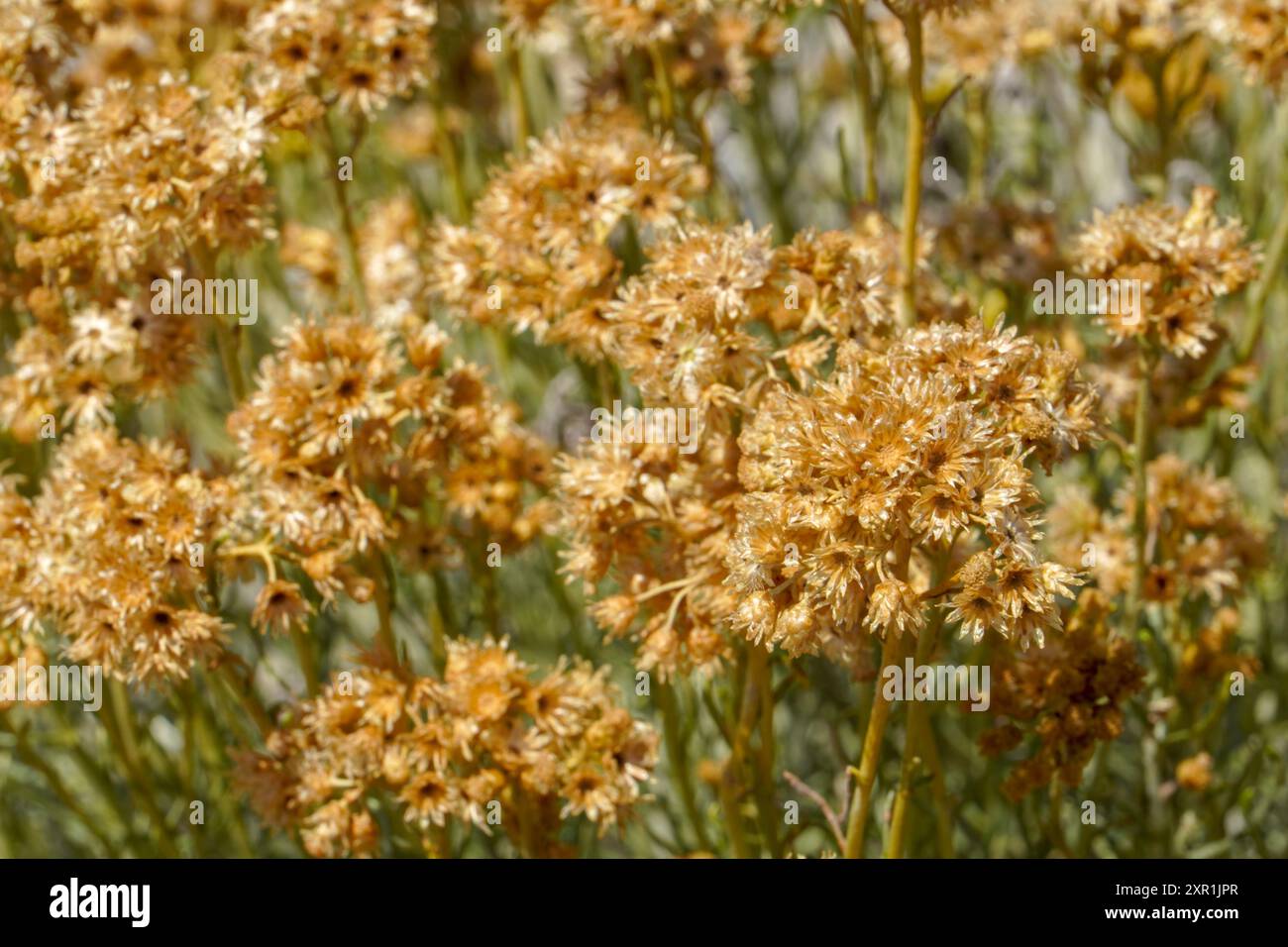 Top view dried flowers hi-res stock photography and images - Alamy