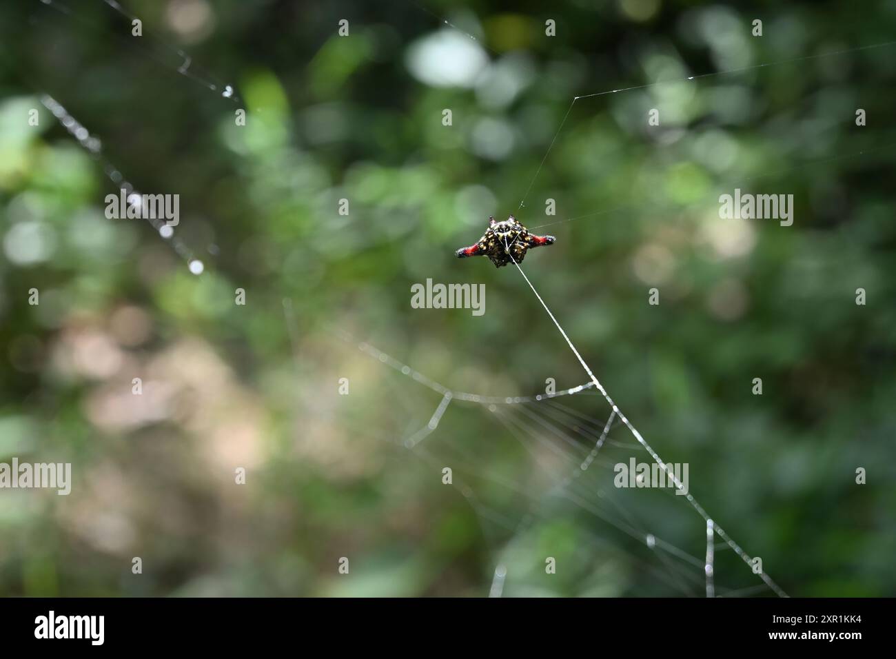 Ventral side view of a spiny backed orb weaver spider belonging to the ...