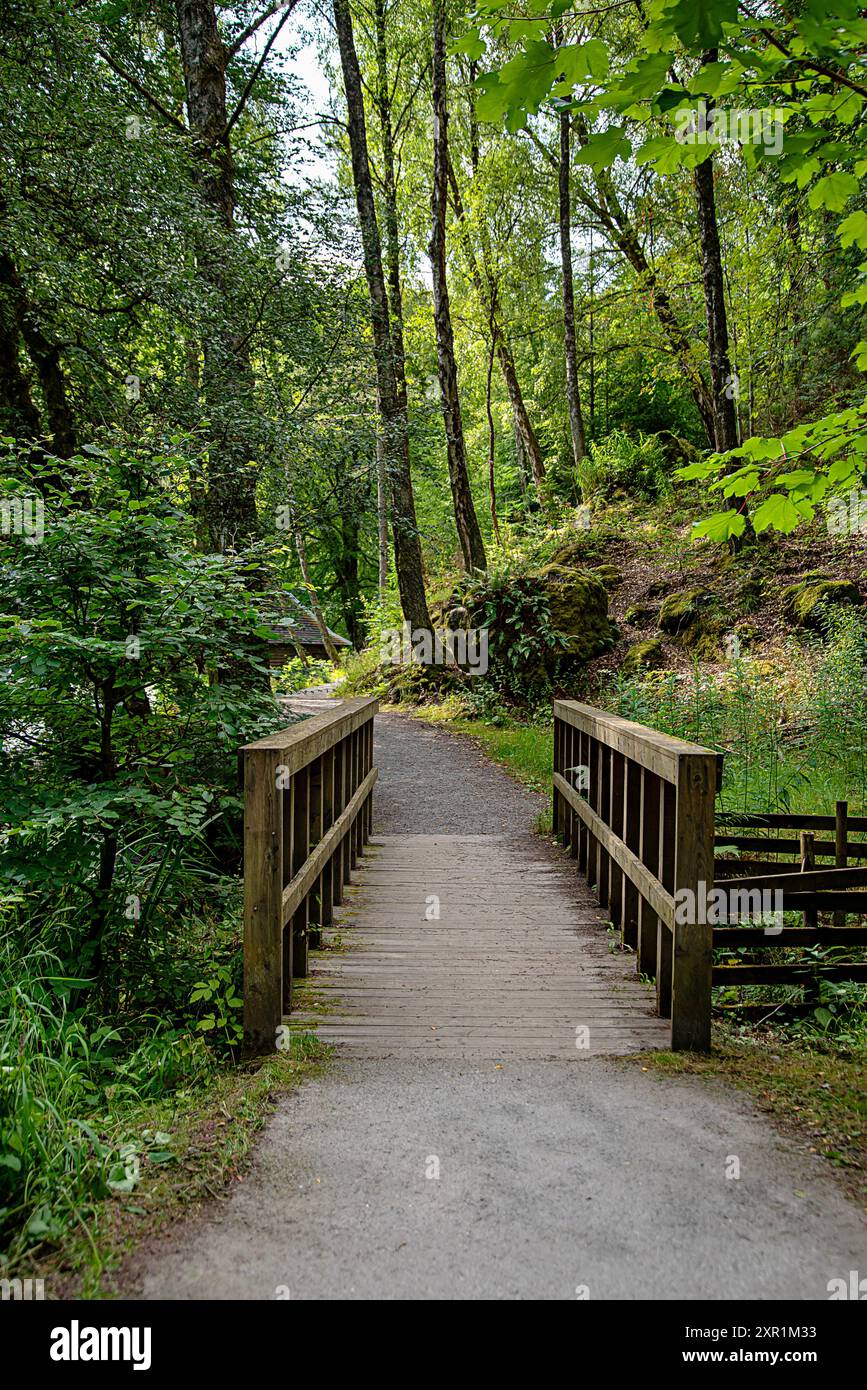 Landscape photography of footbridge in forest; bridge, path, lush, park ...