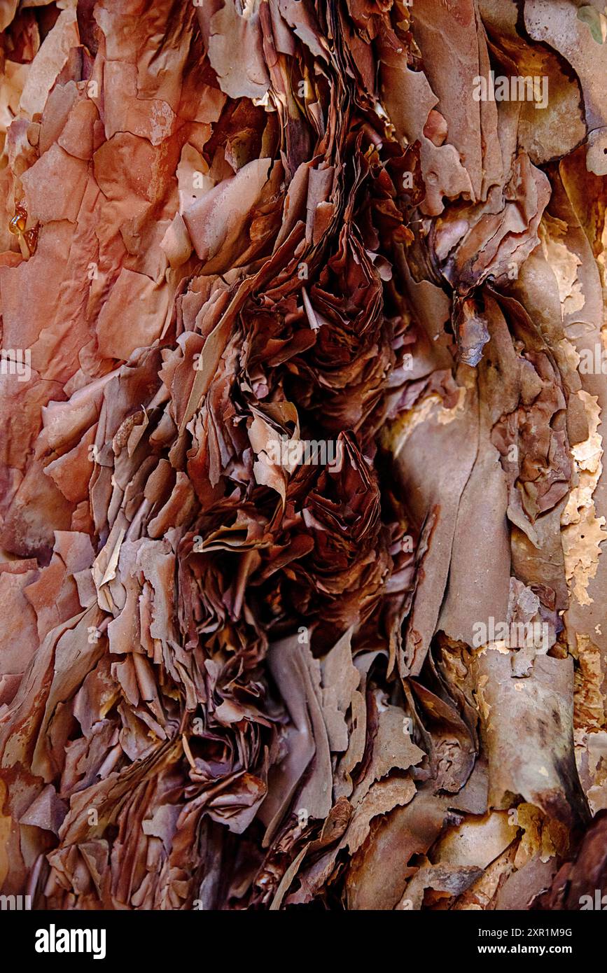 Background photography of filo pastry tree bark, Polylepis australis ...