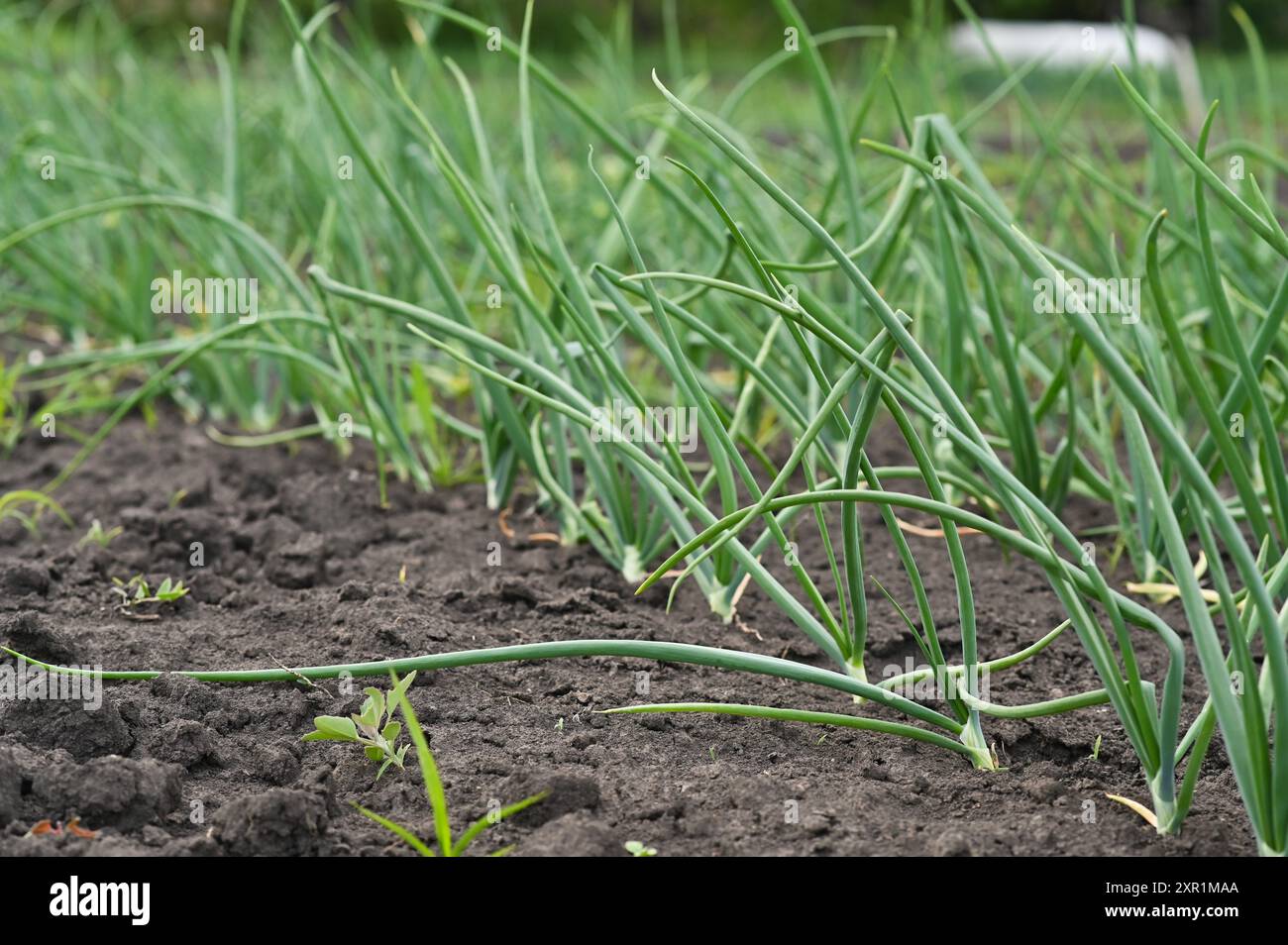 Green onion leaves. onions grow in rows in the garden Stock Photo - Alamy