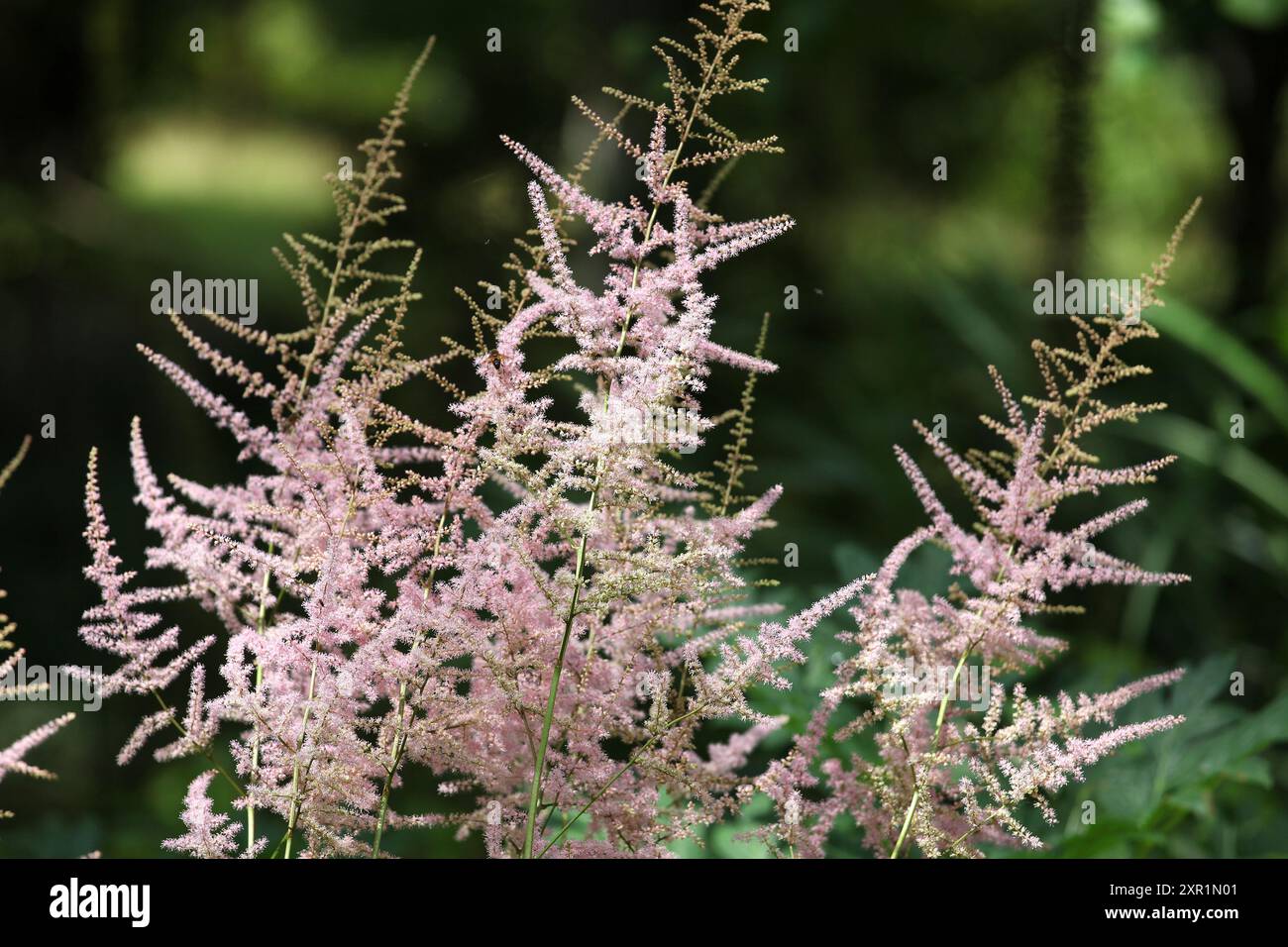 Sprite spring hi-res stock photography and images - Alamy