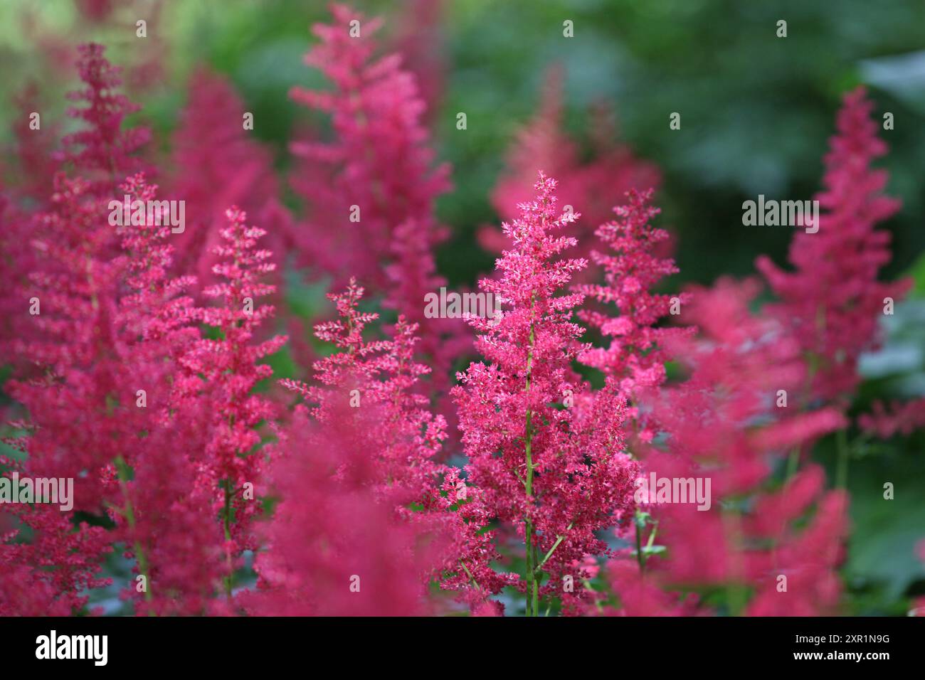 Astilbe fanal hi-res stock photography and images - Alamy