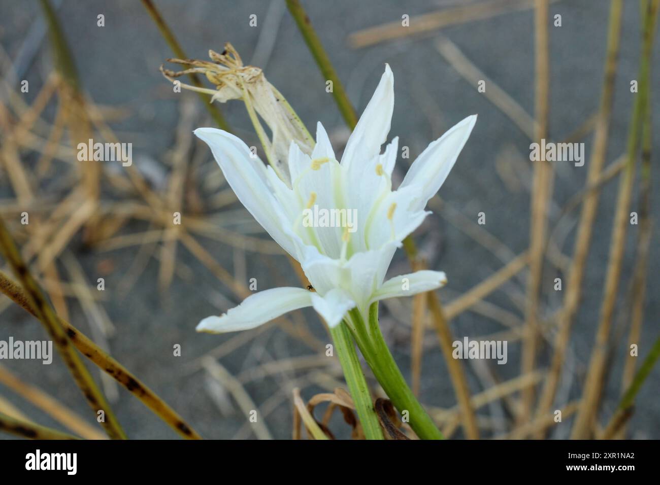 Sand lily or Sea daffodil closeup view. Pancratium maritimum, wild ...