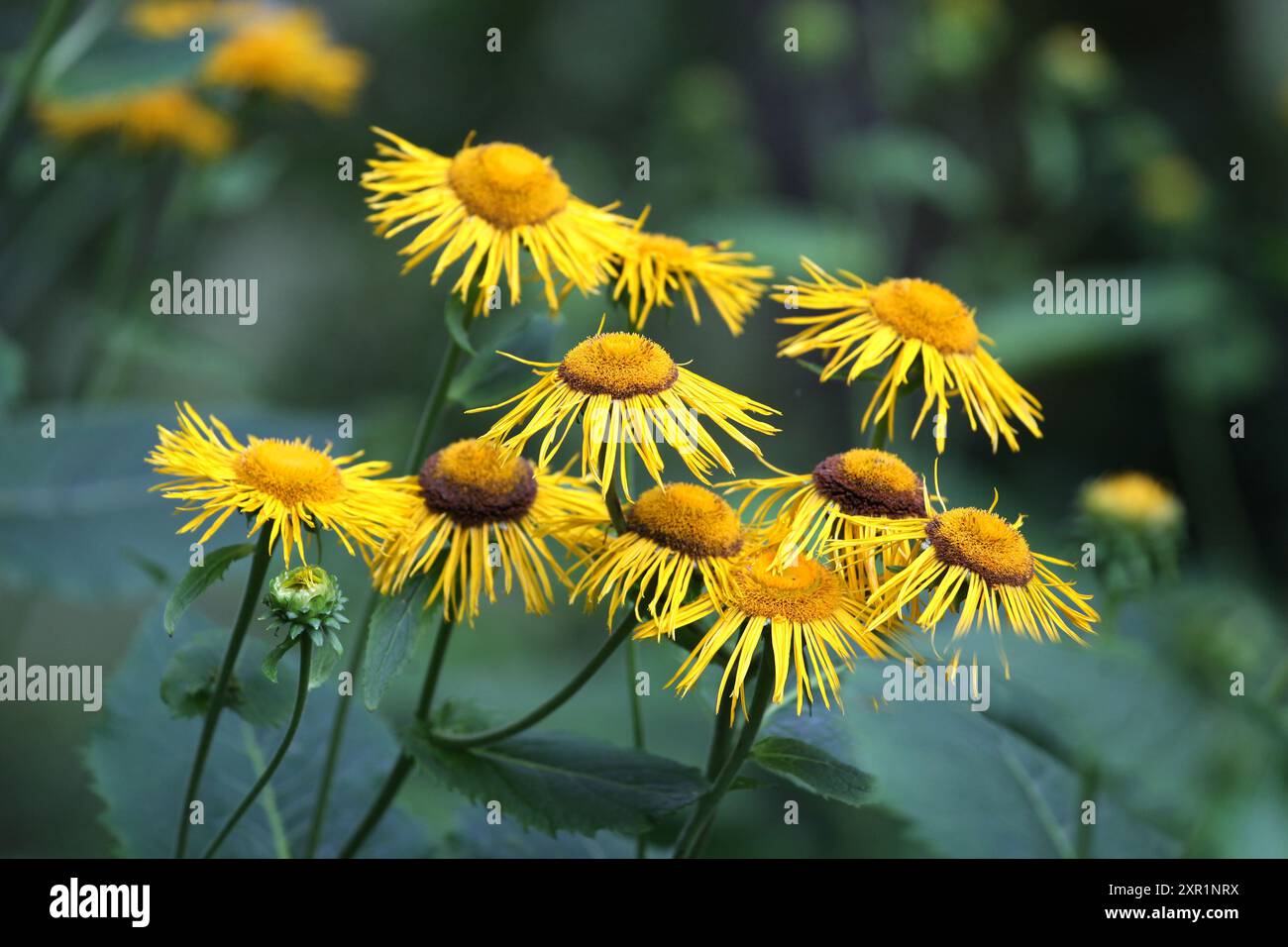 Bright yellow Telekia speciosa, also known as the heart leaved oxeye or yellow oxeye daisy in ...