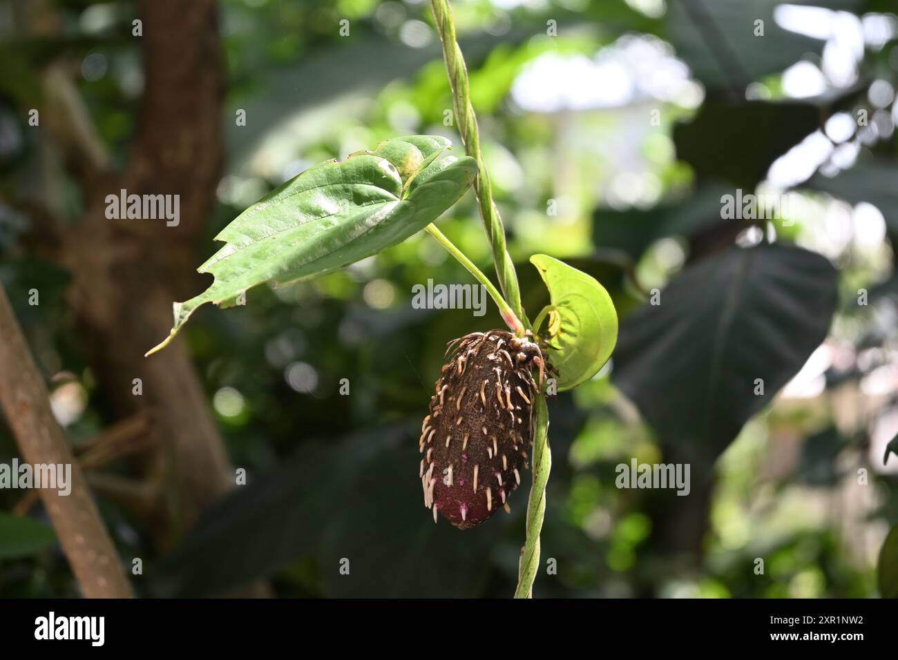 Close view of an aerial Purple Yam tuber (Dioscorea alata) growing on ...