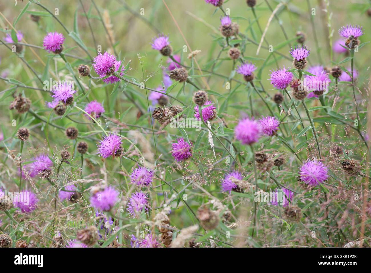 Purple Centaurea nigra, Common Knapweed, in flower Stock Photo - Alamy