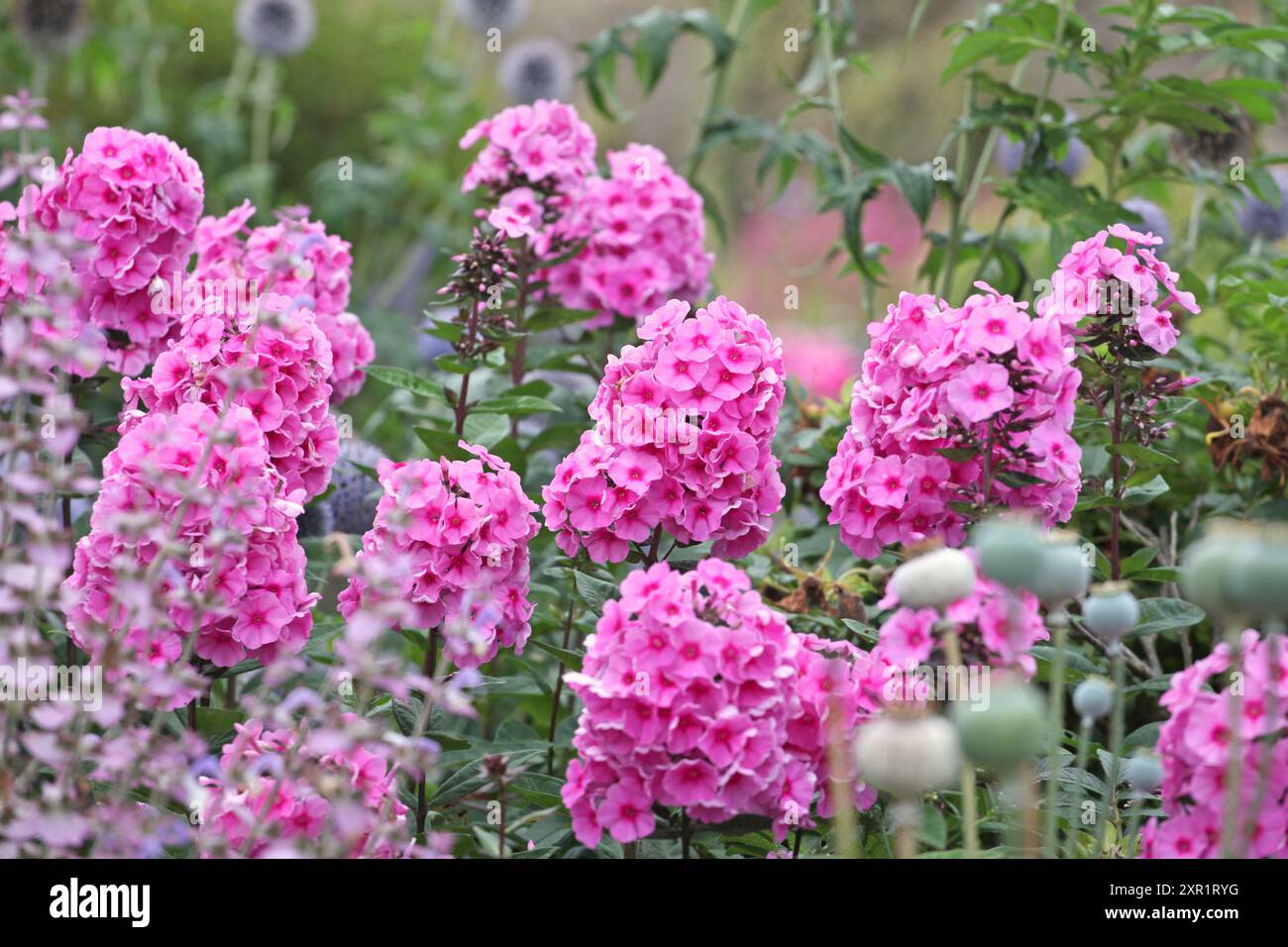 Phlox paniculata pink flame hi-res stock photography and images - Alamy