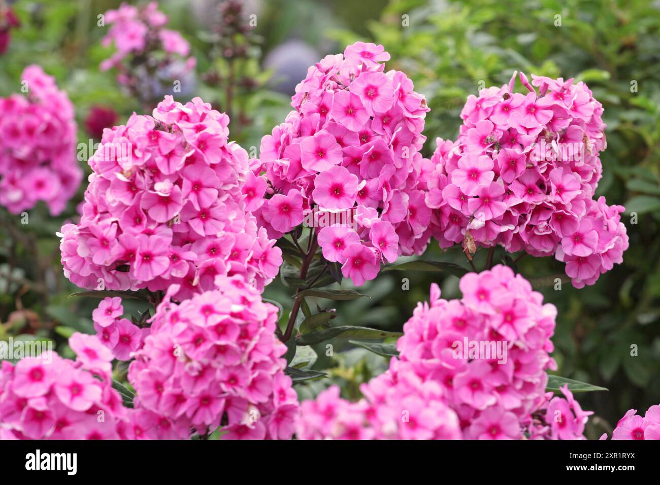 Phlox paniculata light pink flame hi-res stock photography and images ...