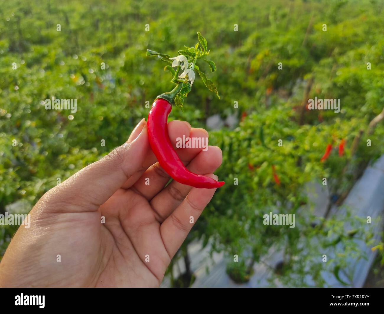 Farmer burning field and indonesia hi-res stock photography and images ...
