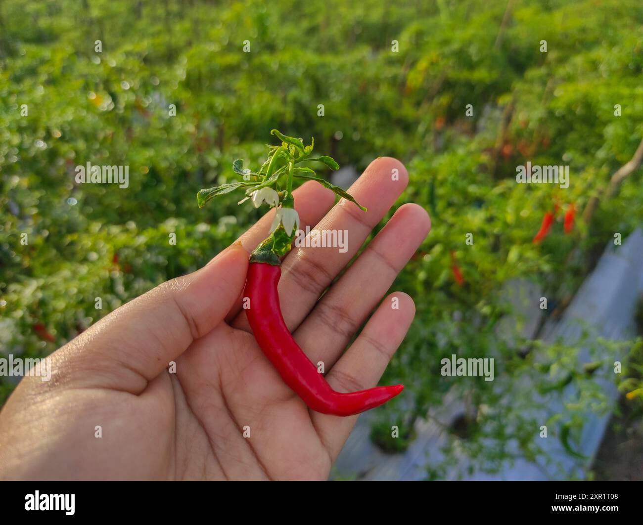 Farmer burning field and indonesia hi-res stock photography and images ...