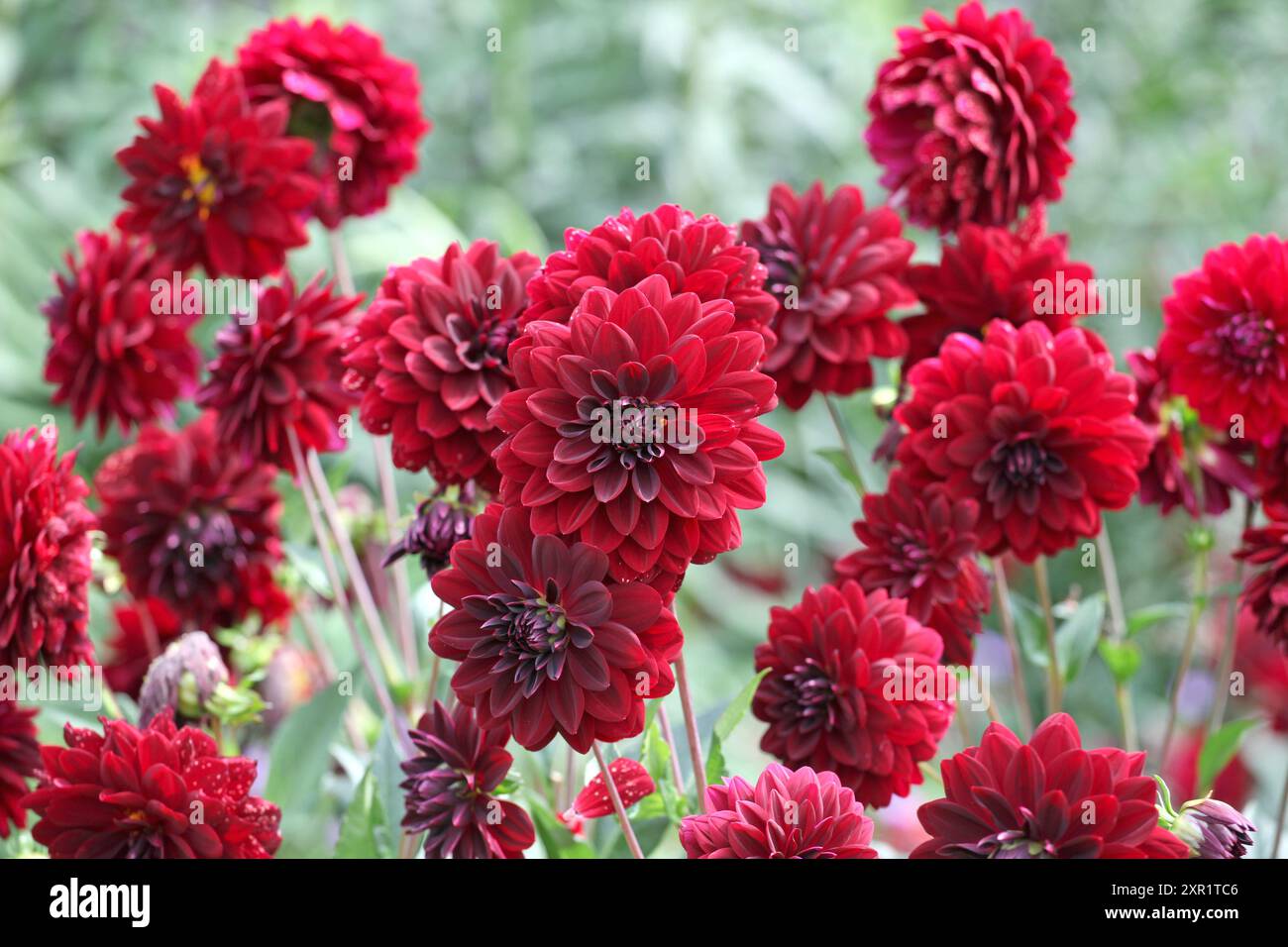 Maroon red decorative dahlia ‘Arabian Night’ in flower Stock Photo - Alamy