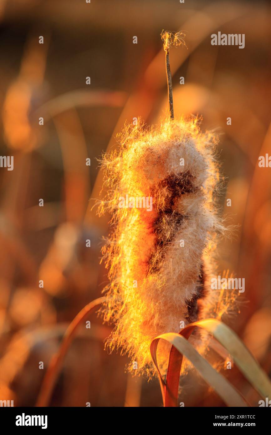The fluffy seeds of a cattail plant begin to separate and disperse ...