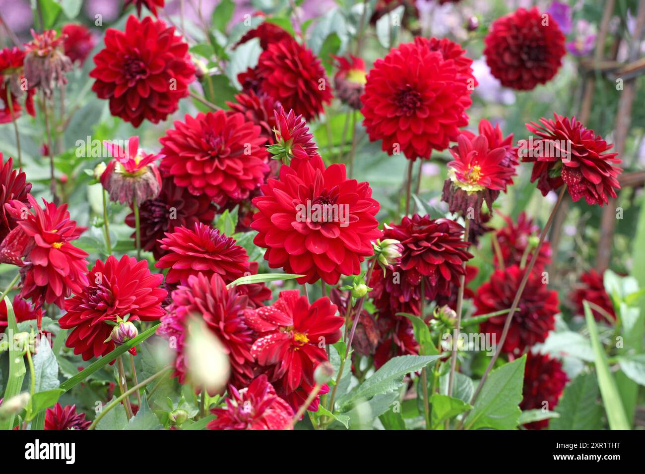 Maroon red decorative dahlia ‘Arabian Night’ in flower Stock Photo - Alamy