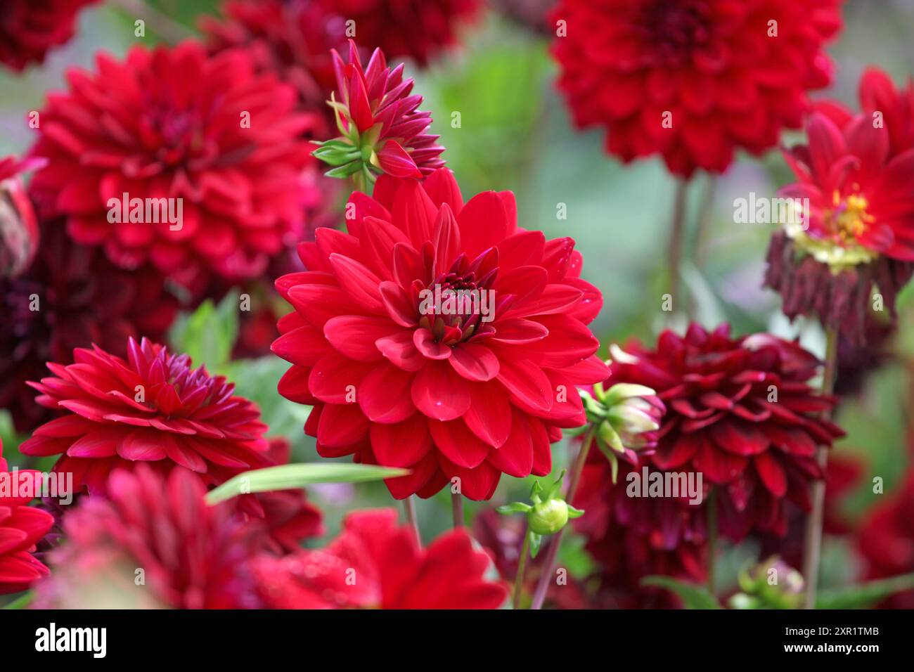 Maroon red decorative dahlia ‘Arabian Night’ in flower Stock Photo - Alamy