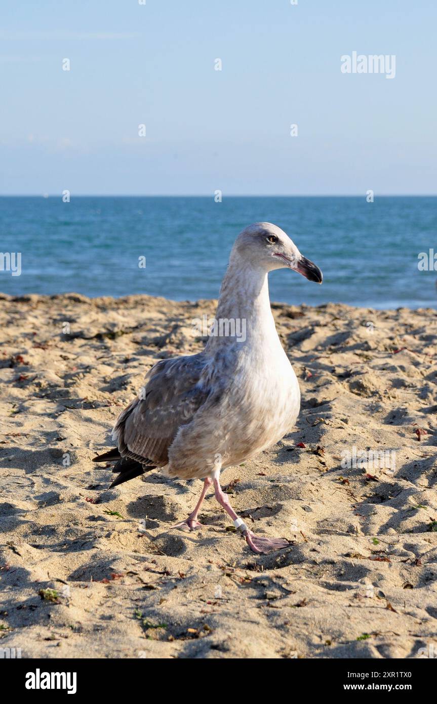 California seagull hi-res stock photography and images - Alamy