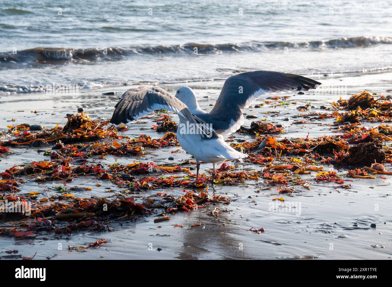 Seagull at a beach Stock Photo - Alamy