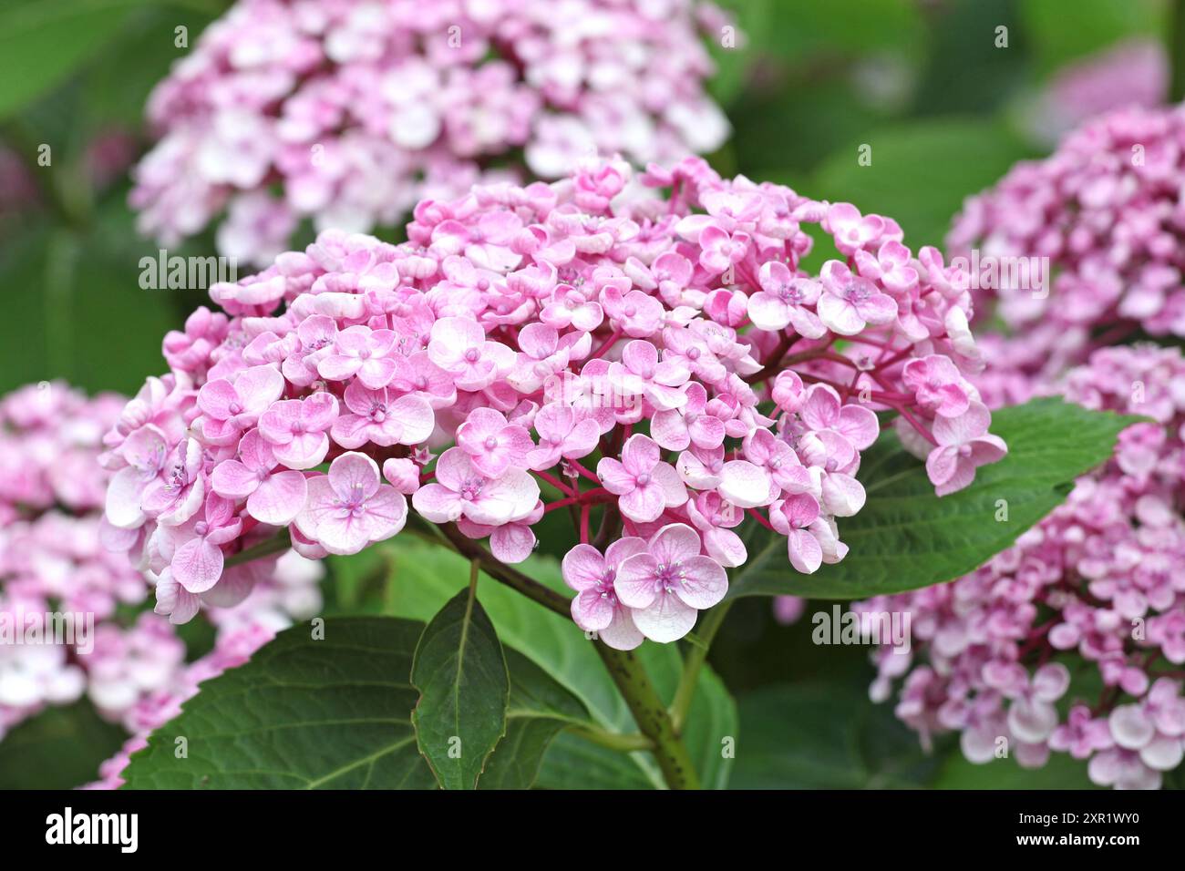 Ayesha hydrangea hi-res stock photography and images - Alamy