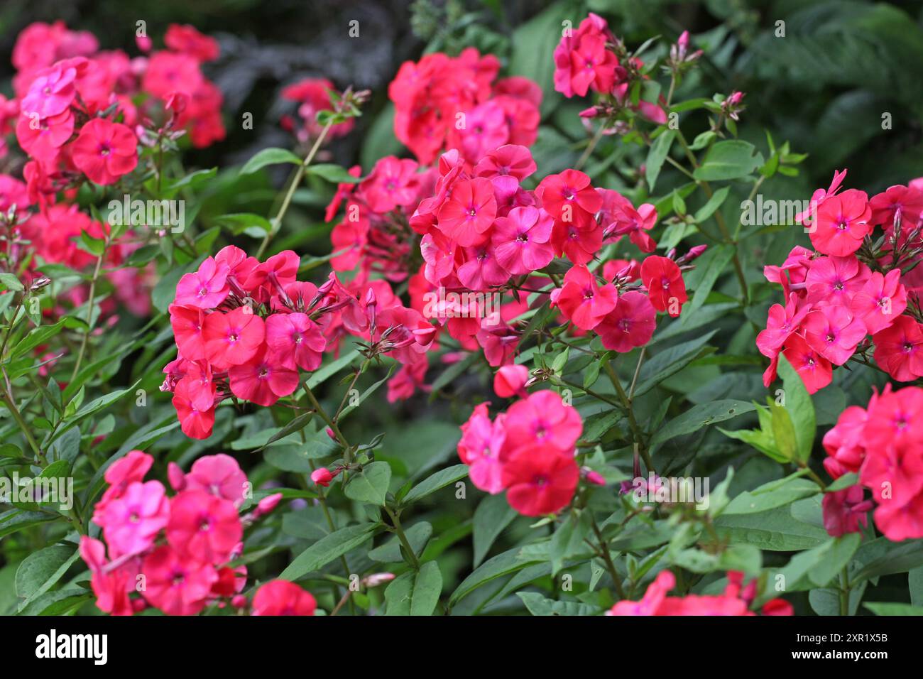 Bright pink Phlox paniculata ‘Red Riding Hood’ in flower Stock Photo ...